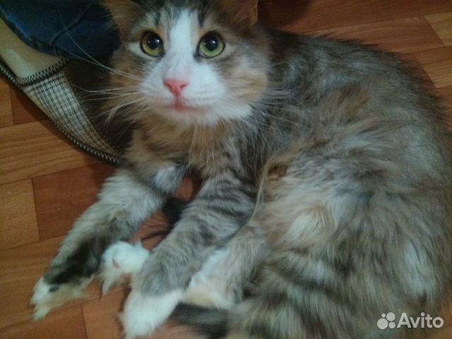 Котик Влад - обаяшка, привлекашка, просто Любофф
