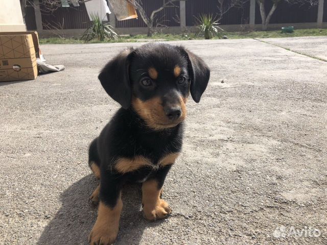 Отдам в добрые руки умных таксят)