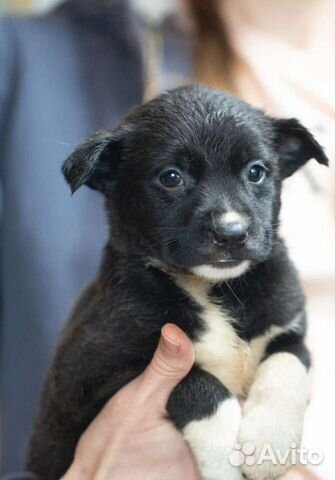 Щенок Зайка 1 мес. в добрые руки