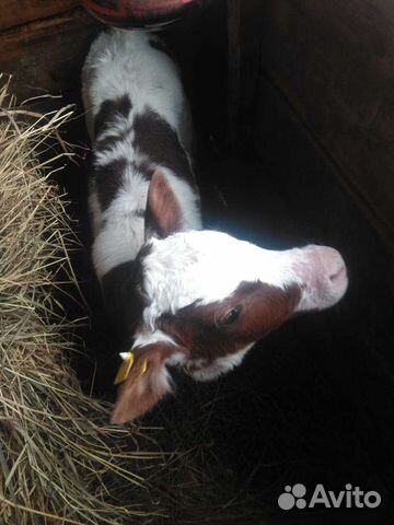 Телята телочки