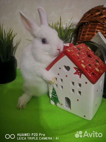 Кролик карликовый