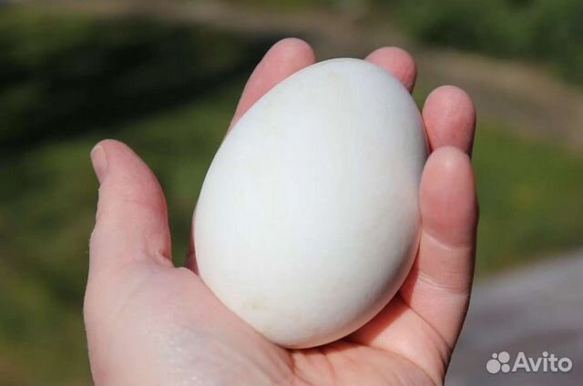 Яйцо гусиное домашнее для инкубации