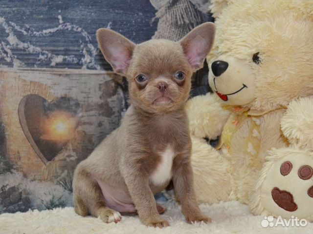 Лиловый малышок