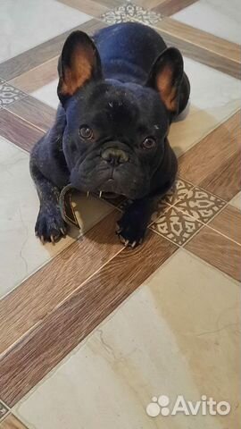 Случка, вязка французский бульдог