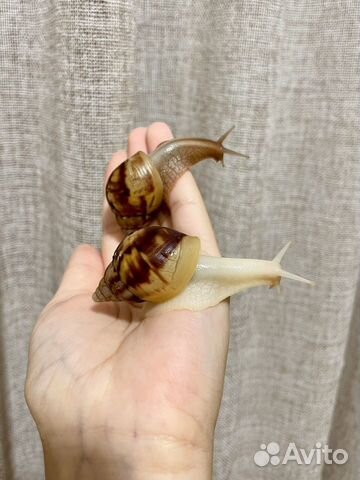 Улитки Ахатины