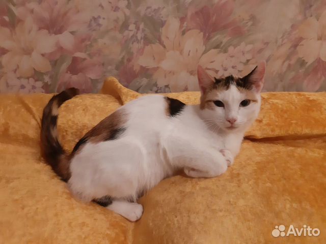 Ласковая кошечка, 6 мес.,в добрые руки