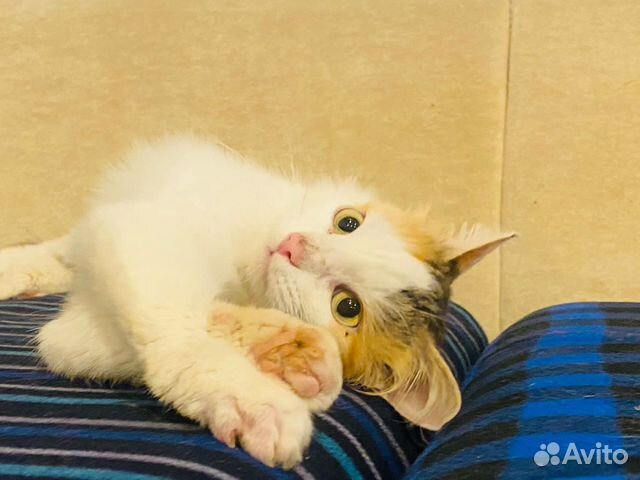 Котенок трехцветная девочка в добрые руки