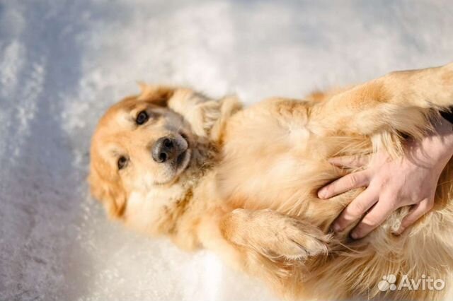 Луч солнца золотого