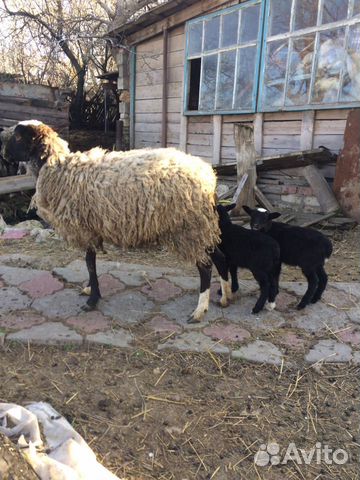 Романовские овцы