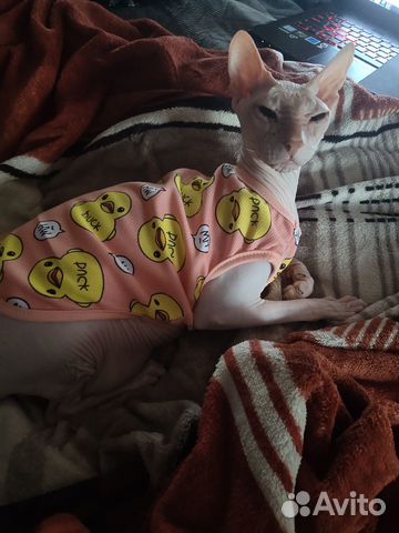 Донской сфинкс кот