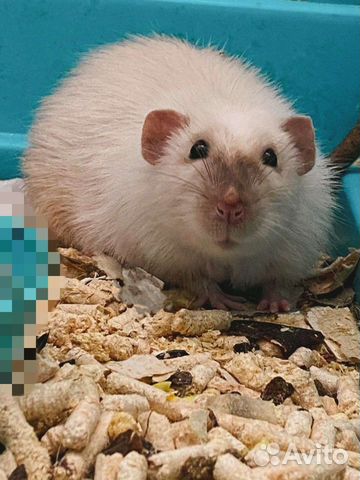 Крыска Дамбо 1,5 года