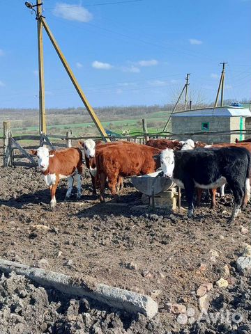 Бычки и быки телки