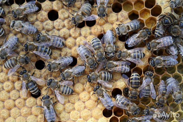 Пчелы и улья пасека