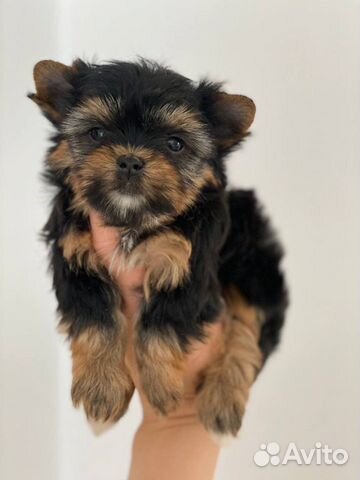 Черный Йоркширский терьер Девчонки и мальчишка