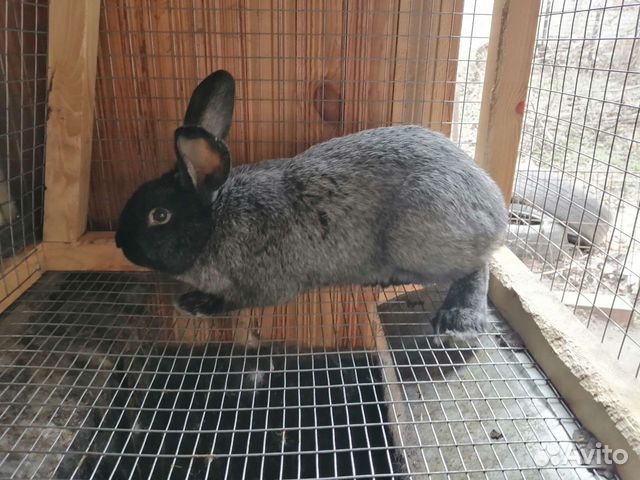 Кролики, полтавское серебро, 3 месяца