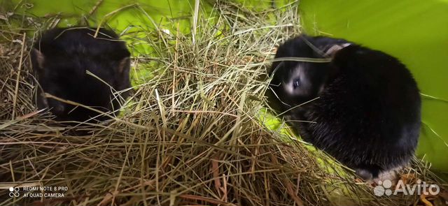 Декоративные крольчата