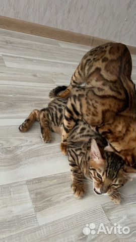 Продам котенка