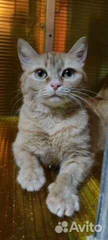 Кошка в дар