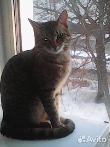 Котята - подростки в добрые руки