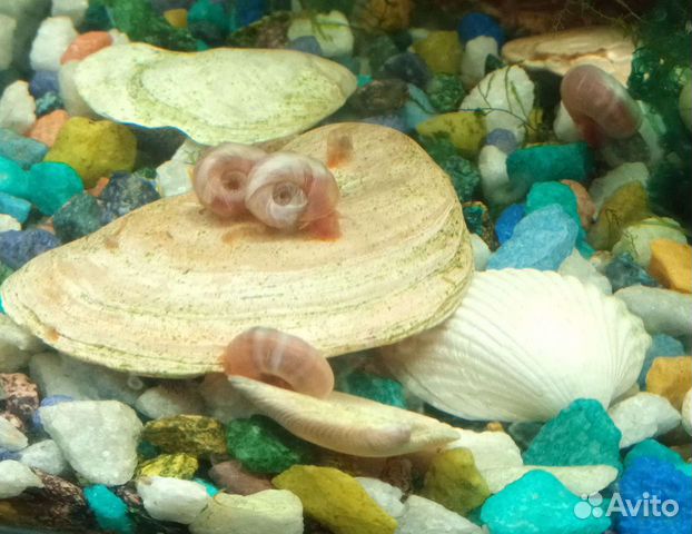 Розовые катушки