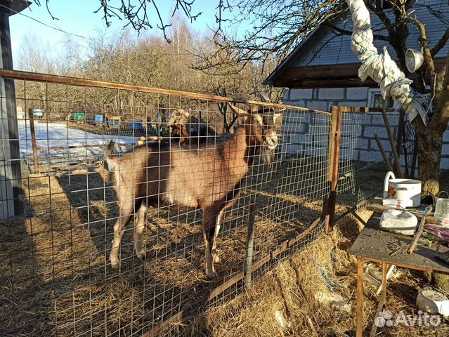 Чистопородный альпийский козёл