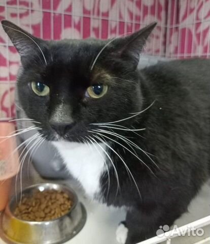 Кеша-Черныш