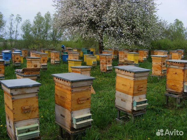 Продам пчелосемьи
