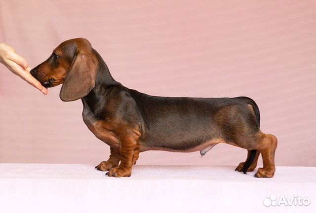 Такса стандартная гладкошерстная