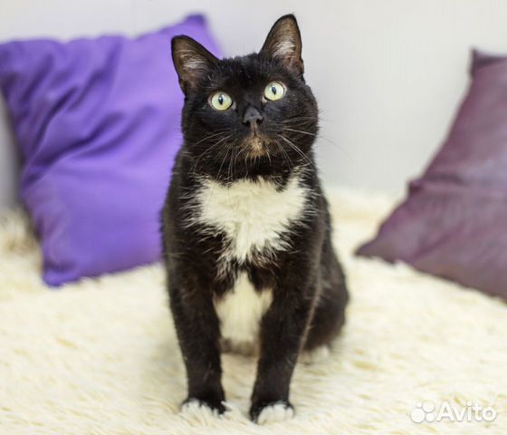 Черно белый кот ищет дом