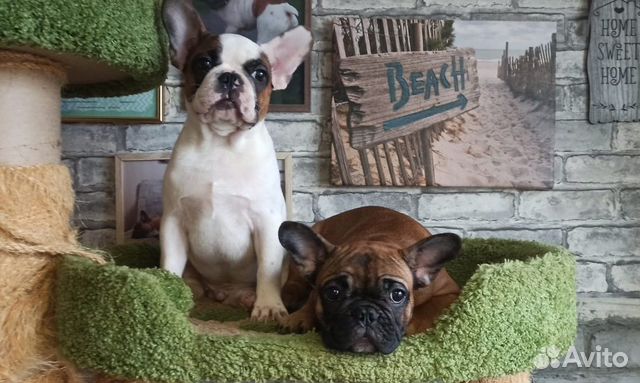 Щенок французского бульдога