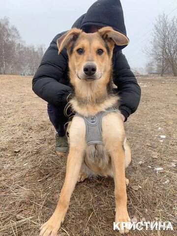 Щенок из приюта ищет семью