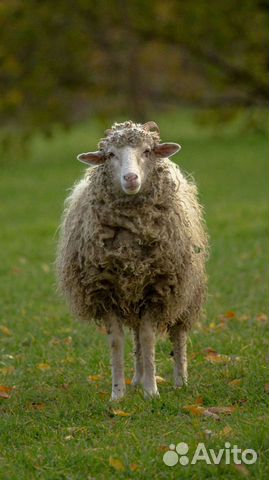 Овцы бараны ягнята