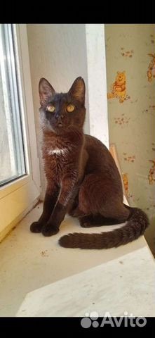 Кошечка Агата