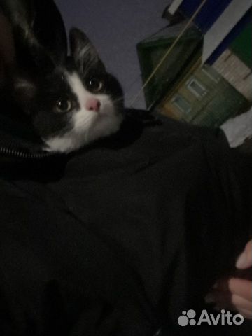 Бездомный котёнок