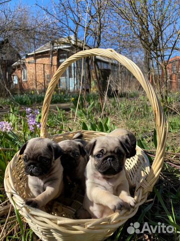 Мопсики щенки