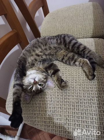 Котёнок (Приучен к лотку) Железноводск/кмв