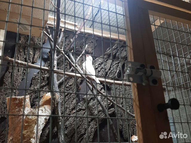 Рисовые амадины