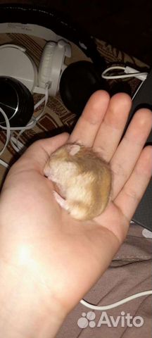 Джунгарский хомяк