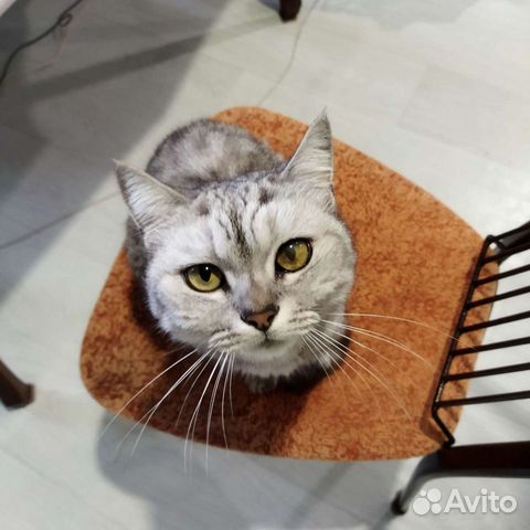 Британец, 5 лет, кастрированный