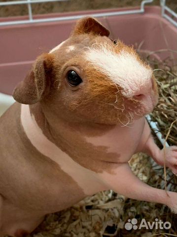 Морская свинка Скинни