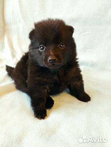 Шипперке-миниатюрная бельгийская овчарка