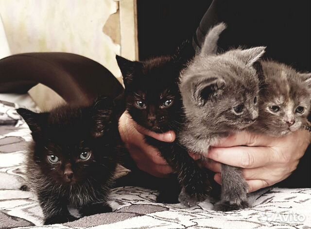 Котята