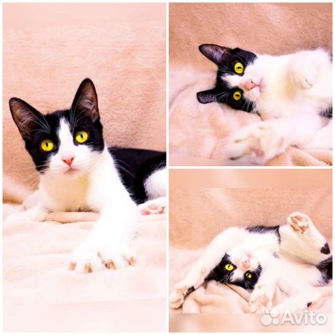 Котёнок, малышка Мотя в добрые руки