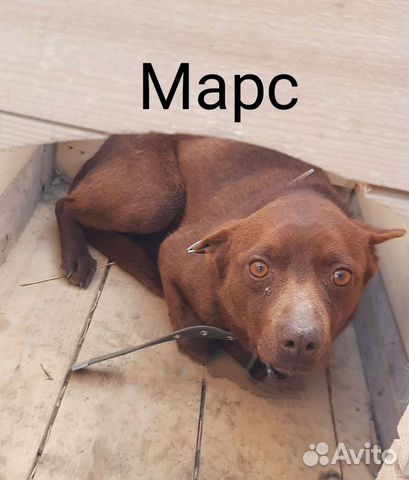 Шоколадный пёс