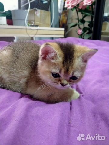 Мальчуган в золотой шубке