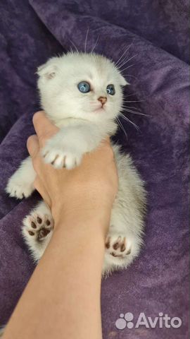Шотландская вислоухая девочка,blue point