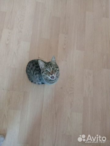 Отдам котенка в добрые руки девочка игривая