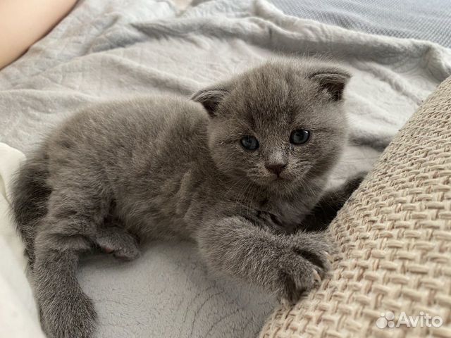 Котенок