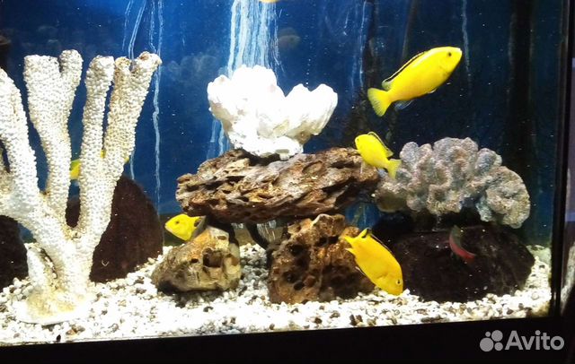 Взрослые Лабидохромис Еллоу