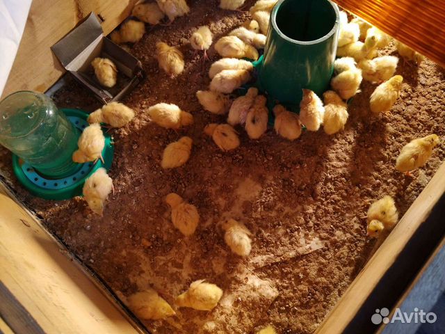 Цыплята недельные